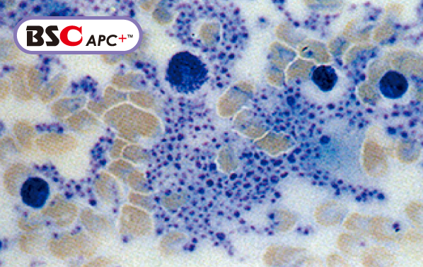 Miracell - Stem Cell Specialist | R&D | Development of cell storage